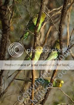 طيور البادجى Budgerigars الجزء الأول - تجمع الترجمة • التجمع الدولي ...