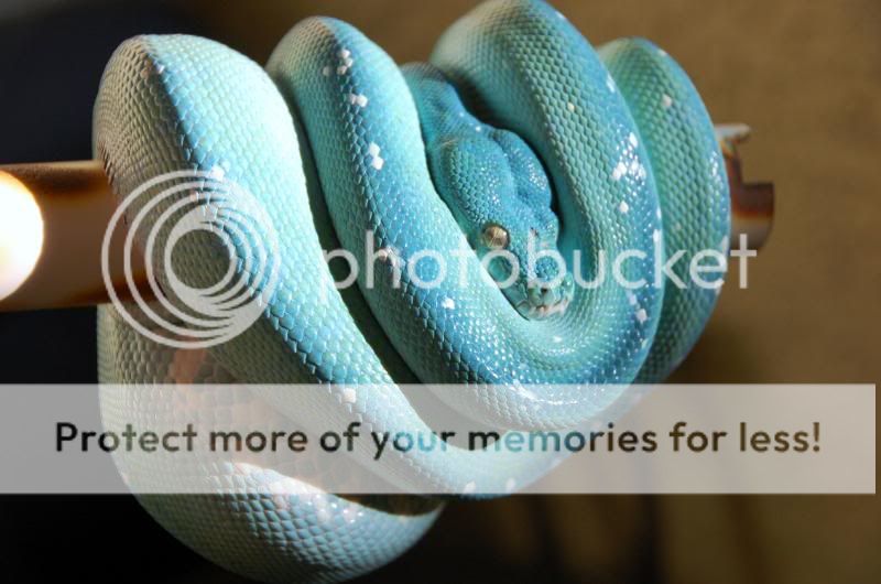 016-9.jpg Photo by TNS66 | Photobucket