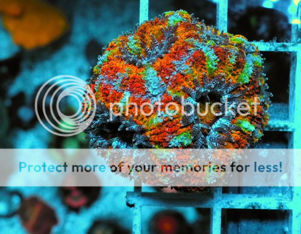 Acan Show-Off Thread: Echinata, Rotundoflora, Maxima, Hillae ...