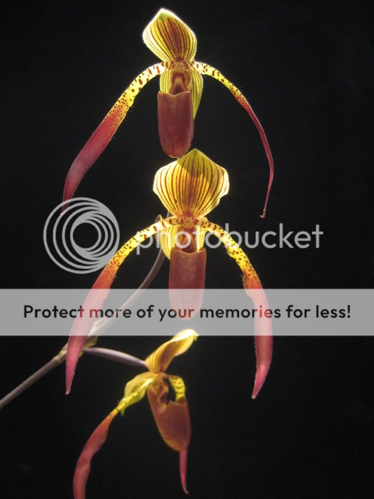 Paphiopedilum Julius | Slippertalk Orchid Forum