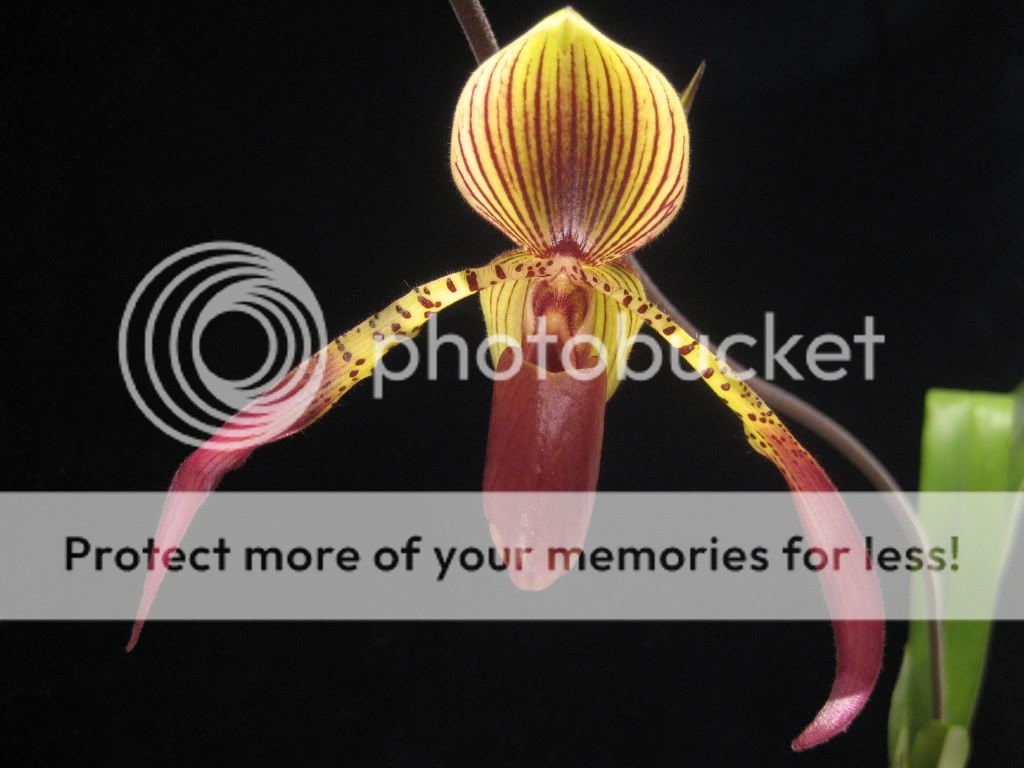 Paphiopedilum Julius | Slippertalk Orchid Forum